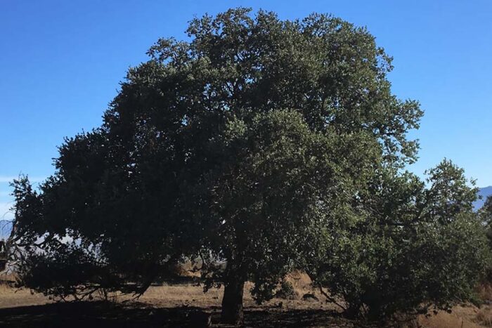 Árboles del bosque esclerófilo - GEF Montaña : GEF Montaña